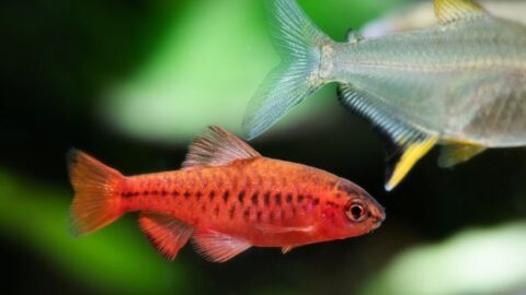Why Is My Cherry Barb Chasing Other Fish? - Avid Aquarist