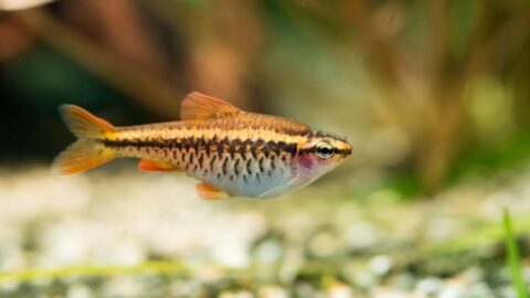4 Possible Causes of Your Cherry Barb's Big Belly - Avid Aquarist