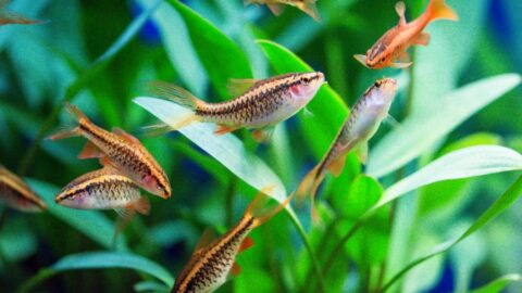 4 Common Cherry Barb Diseases - Avid Aquarist