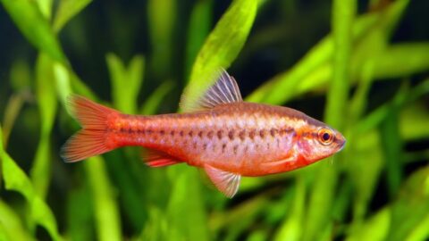 Cherry Barb Care Guide for Beginners - Avid Aquarist