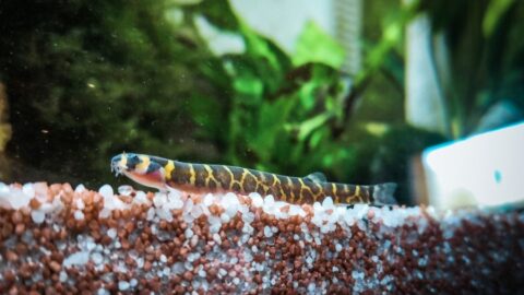 Kuhli Loach Lifespan (How Long Do They Live?) - Avid Aquarist