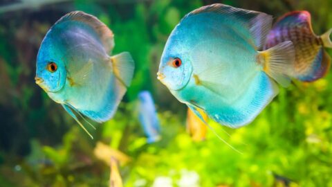 Are Discus Fish Hard to Keep? (Should Beginners Avoid Them?) - Avid ...