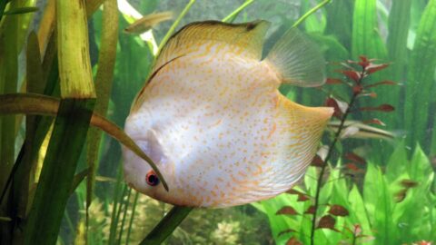 Why Is My Discus Head Standing? (2 Likely Reasons) - Avid Aquarist