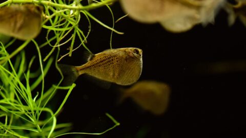 What Do Hatchetfish Eat? (Full Feeding Guide) - Avid Aquarist