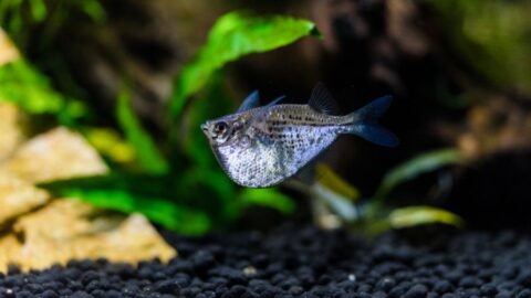 6 Popular Types of Hatchetfish to Know - Avid Aquarist