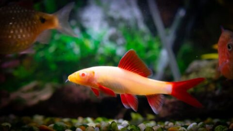 The Best (And Worst) Rainbow Shark Tank Mates - Avid Aquarist