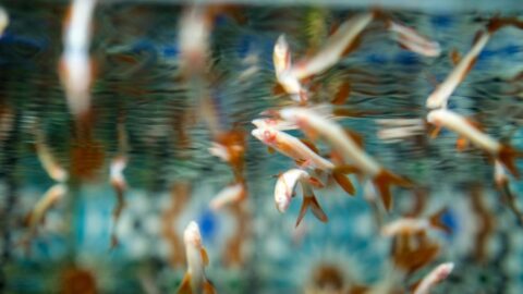 Common Rainbow Shark Problems and Solutions - Avid Aquarist