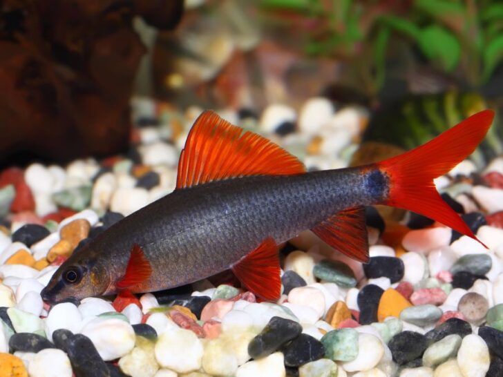 What Do Rainbow Sharks Eat? (Full Feeding Guide) - Avid Aquarist