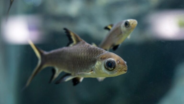 Bala Shark Breeding Guide (Everything You Need to Know) - Avid Aquarist