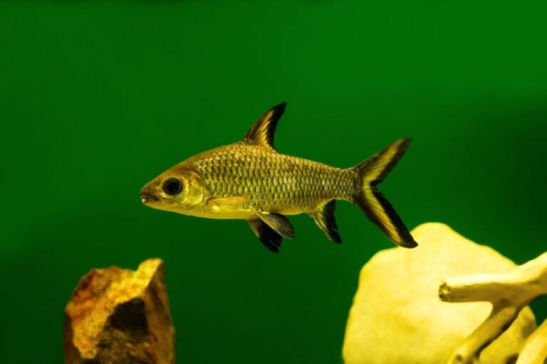 Bala Shark 101 Care Guide for Beginners - Avid Aquarist