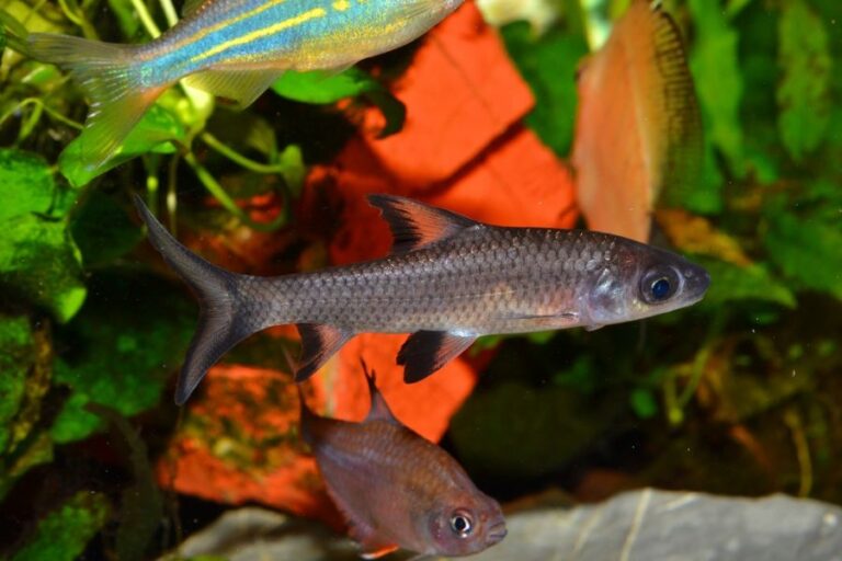 11 Perfect Bala Shark Tank Mates to Consider - Avid Aquarist