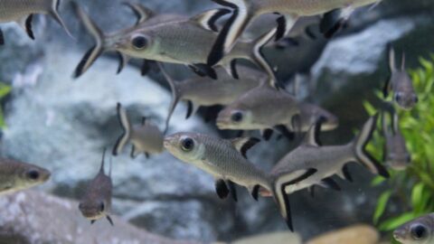 The Best Bala Shark Tank Size for Optimal Health - Avid Aquarist