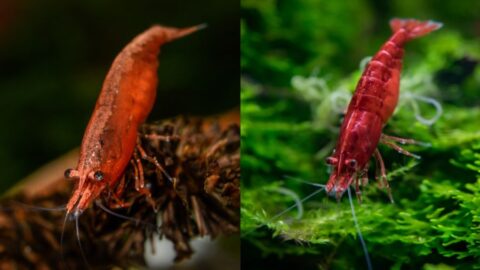 Cherry Shrimp vs. Bloody Mary Shrimp (3 Differences & 5 Similarities ...
