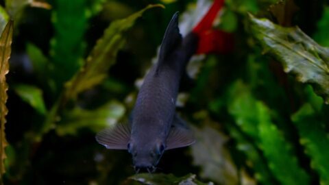 Why Is My Red Tail Shark Swimming Vertically? (4 Causes) - Avid Aquarist