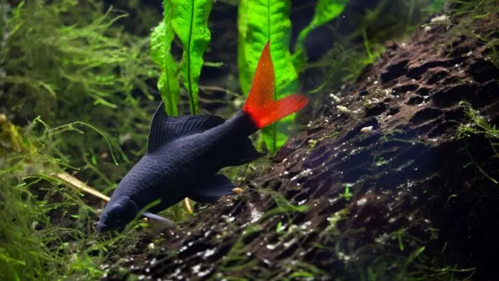 Red Tail Shark Feeding Guide (All You Need to Know) - Avid Aquarist