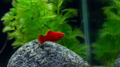 What Are The Best Plants For Platies? (10 Great Ones to Try) - Avid ...